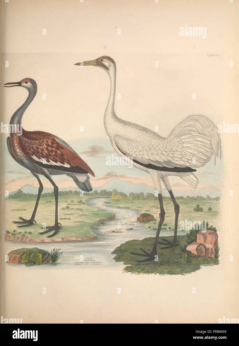 Illustrations of the American ornithology of Alexander Wilson and ...