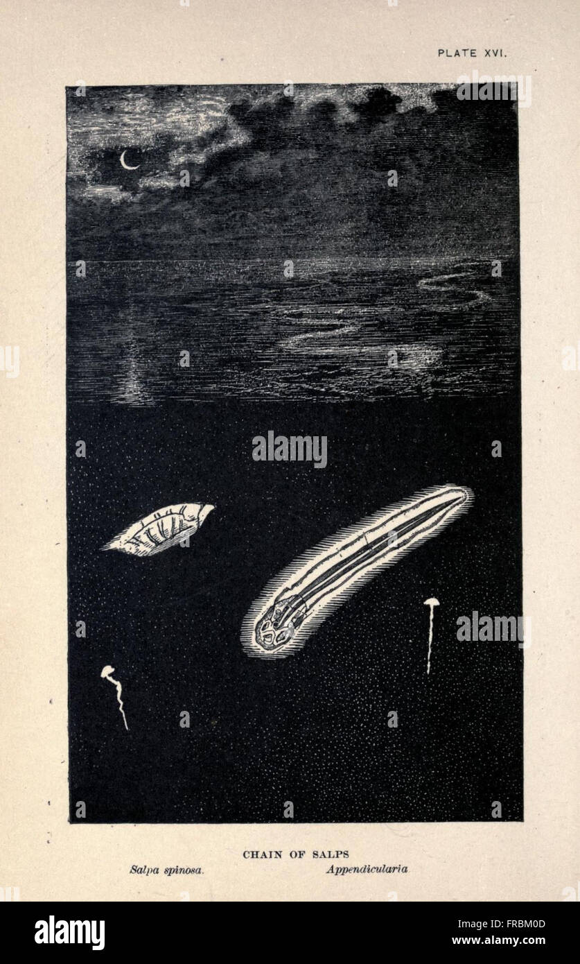 'Living Lights' (Plate XVI) is a scientific exploration of ...