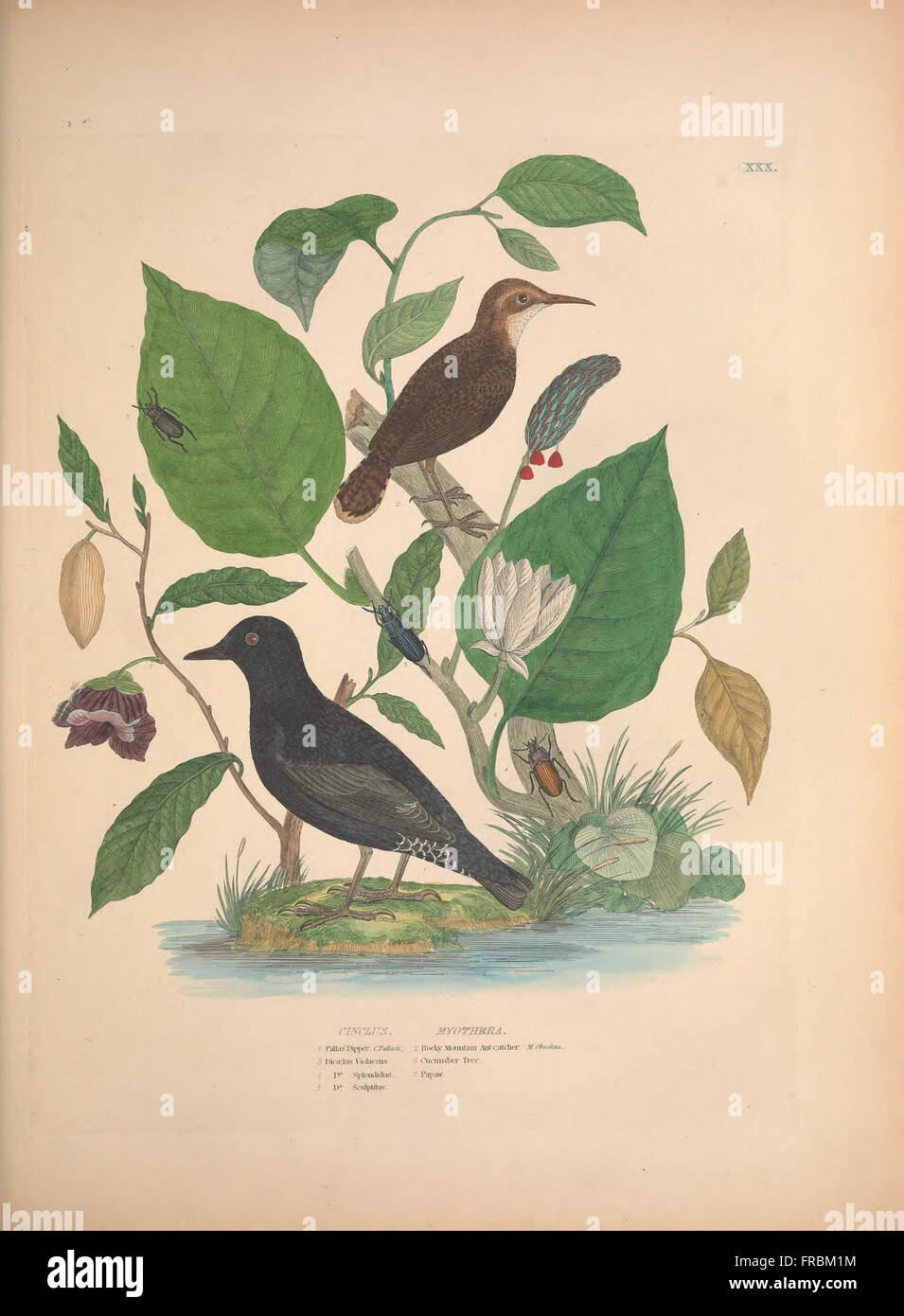 A detailed illustration from the works of Alexander Wilson and Charles ...