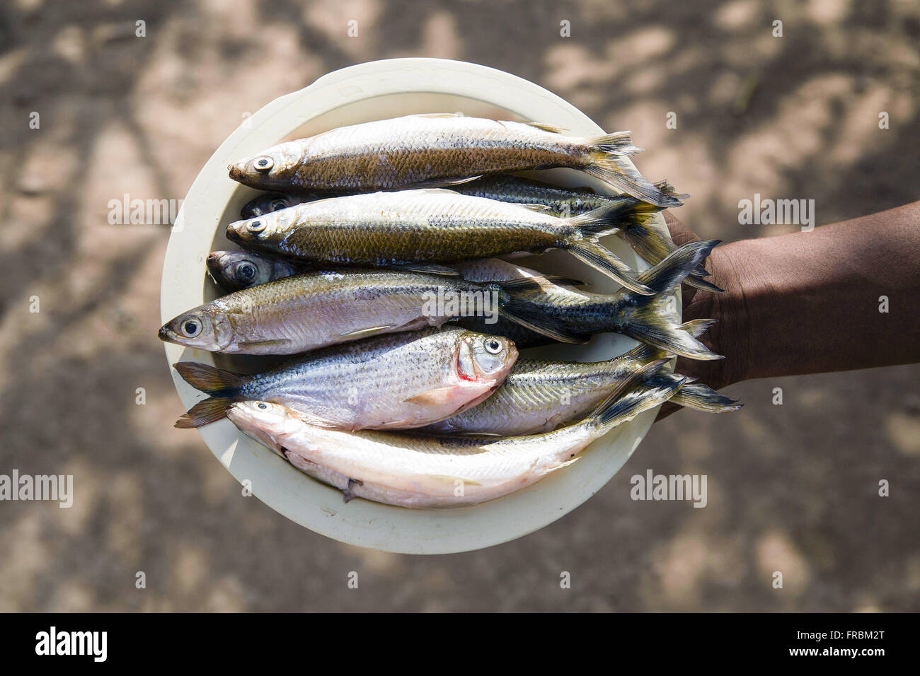 Piau-banana newborn fish in brook Stock Photo - Alamy