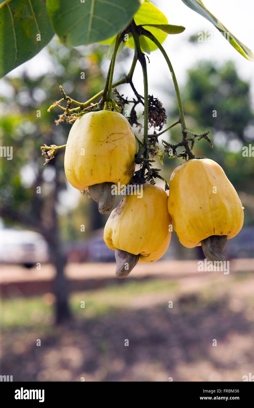 Ripe yellow fruits of cashew Stock Photo - Alamy