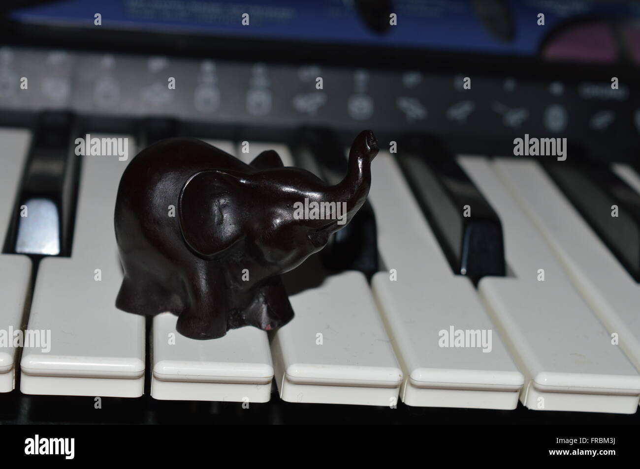 Elephant on Keyboard Stock Photo - Alamy