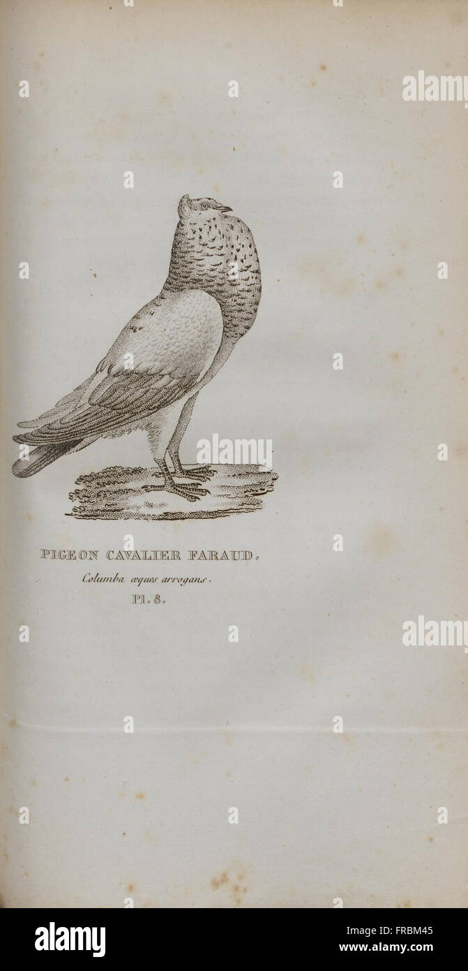 This 18th-century French work, 'Les Pigeons de Volière et de Colombier ...