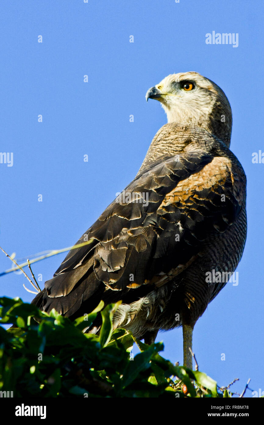 Carijo grande hi-res stock photography and images - Alamy