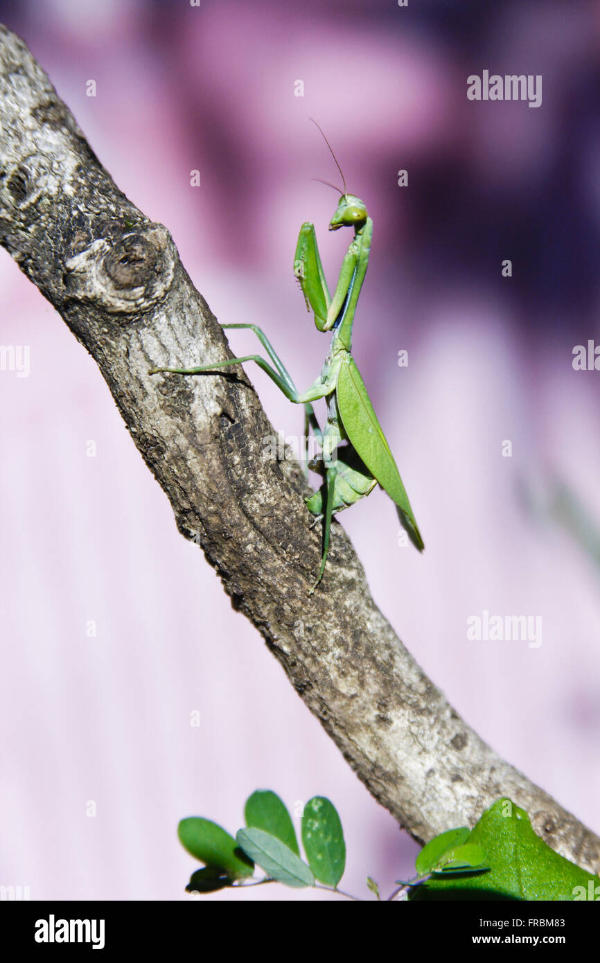One mantis hi-res stock photography and images - Alamy