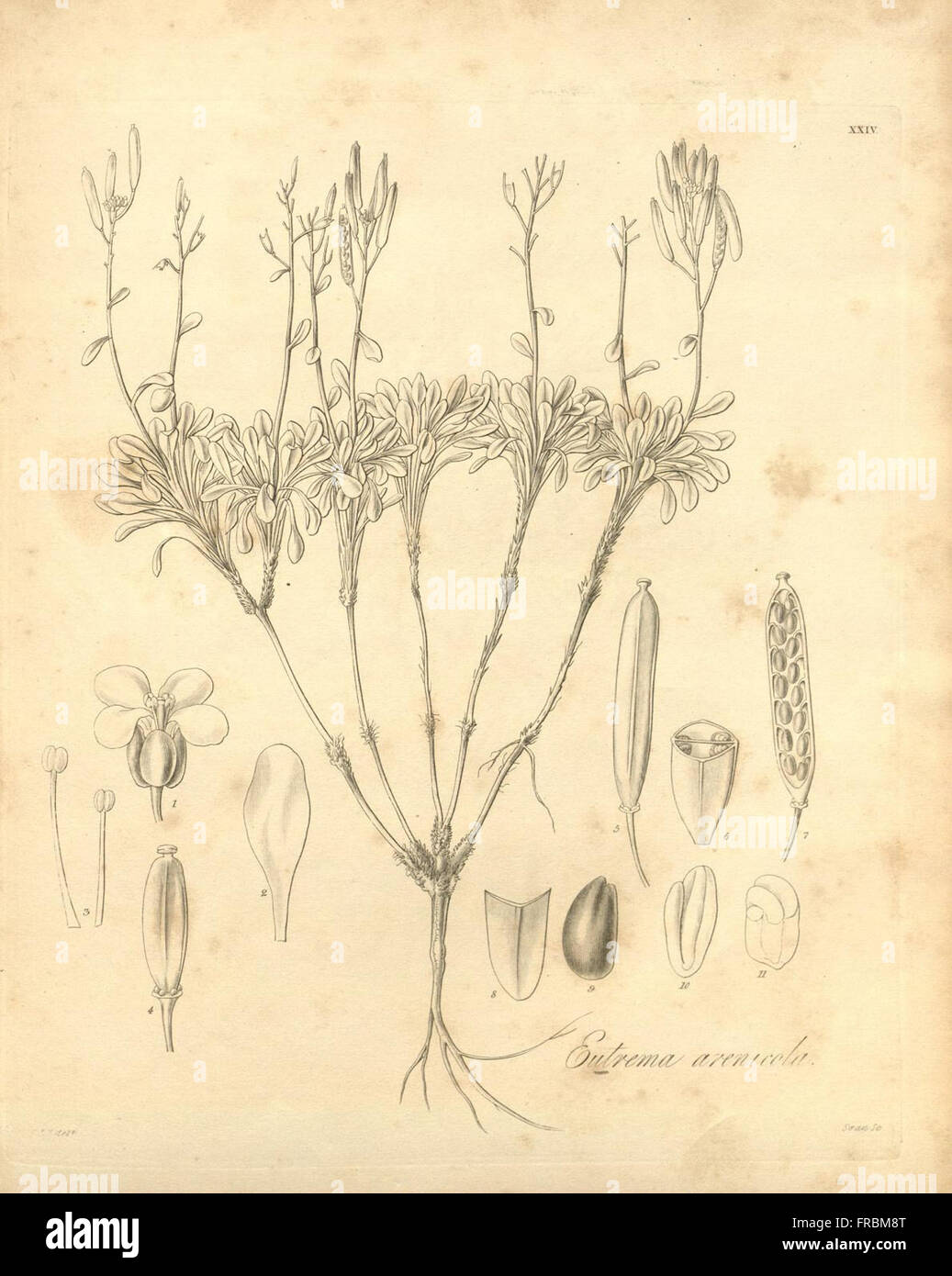 This botanical work, published in the 19th century, focuses on the ...