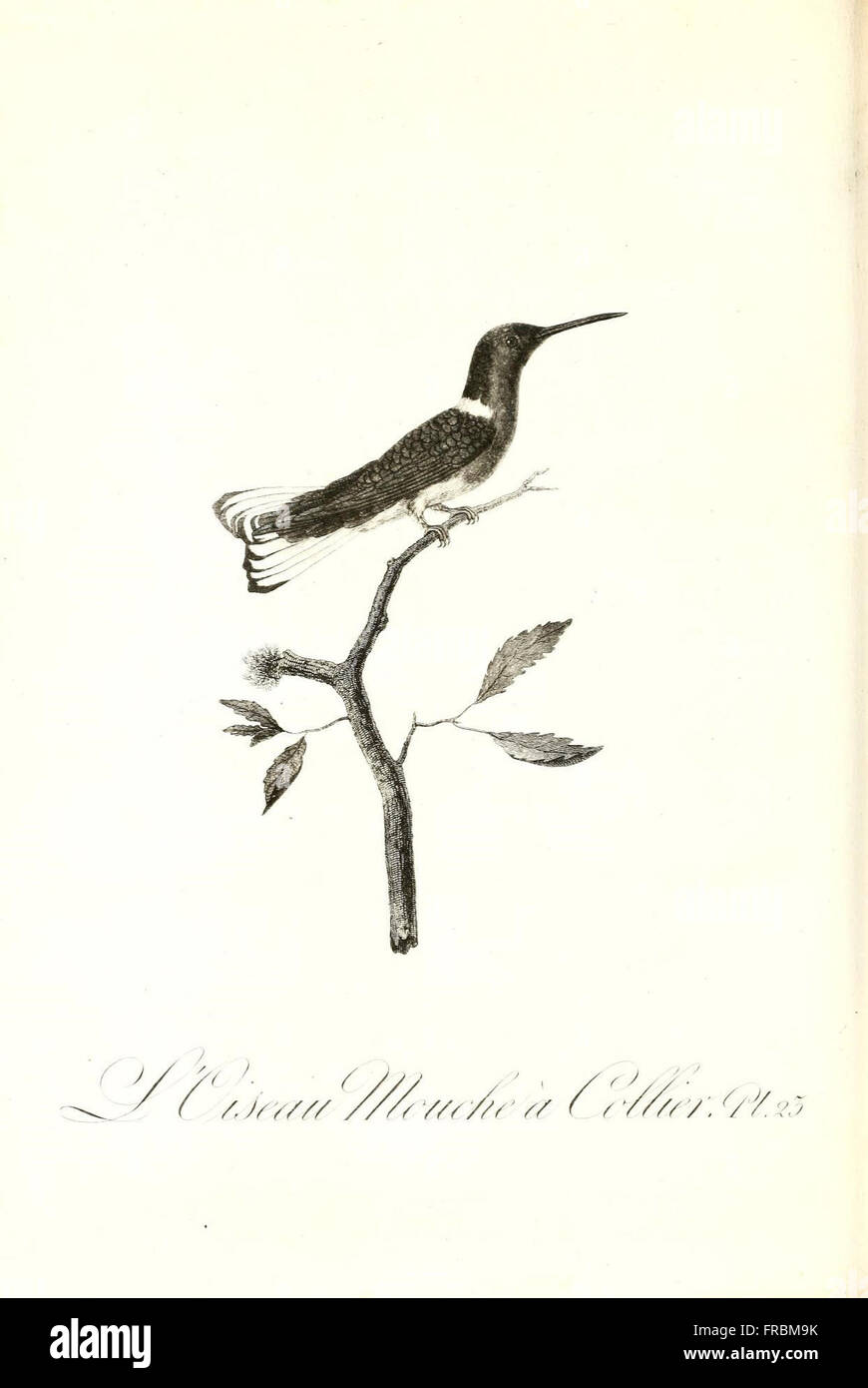 This work focuses on the natural history and classification of ...