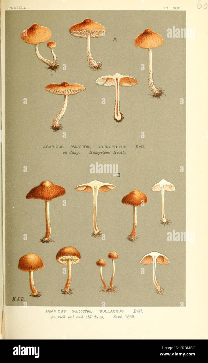 This plate from 'Illustrations of British Fungi' showcases detailed ...