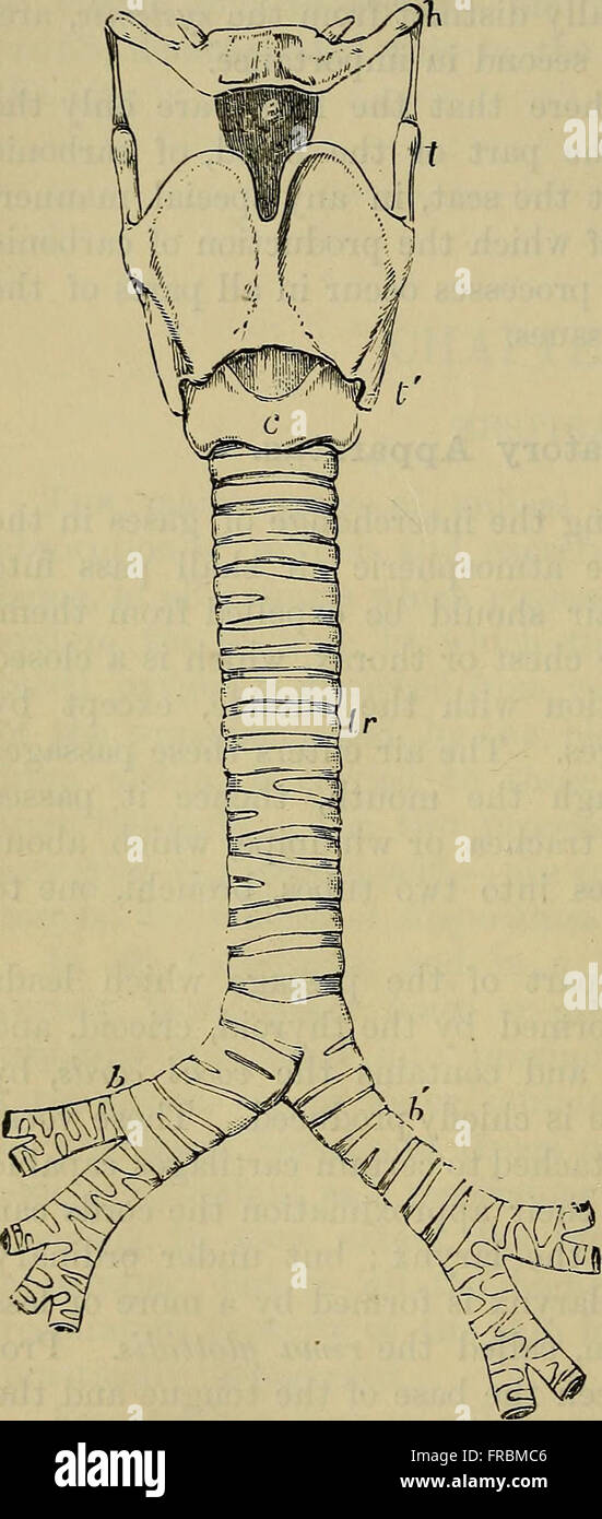 *Hand-book of Physiology* (1892) provides an overview of physiological ...