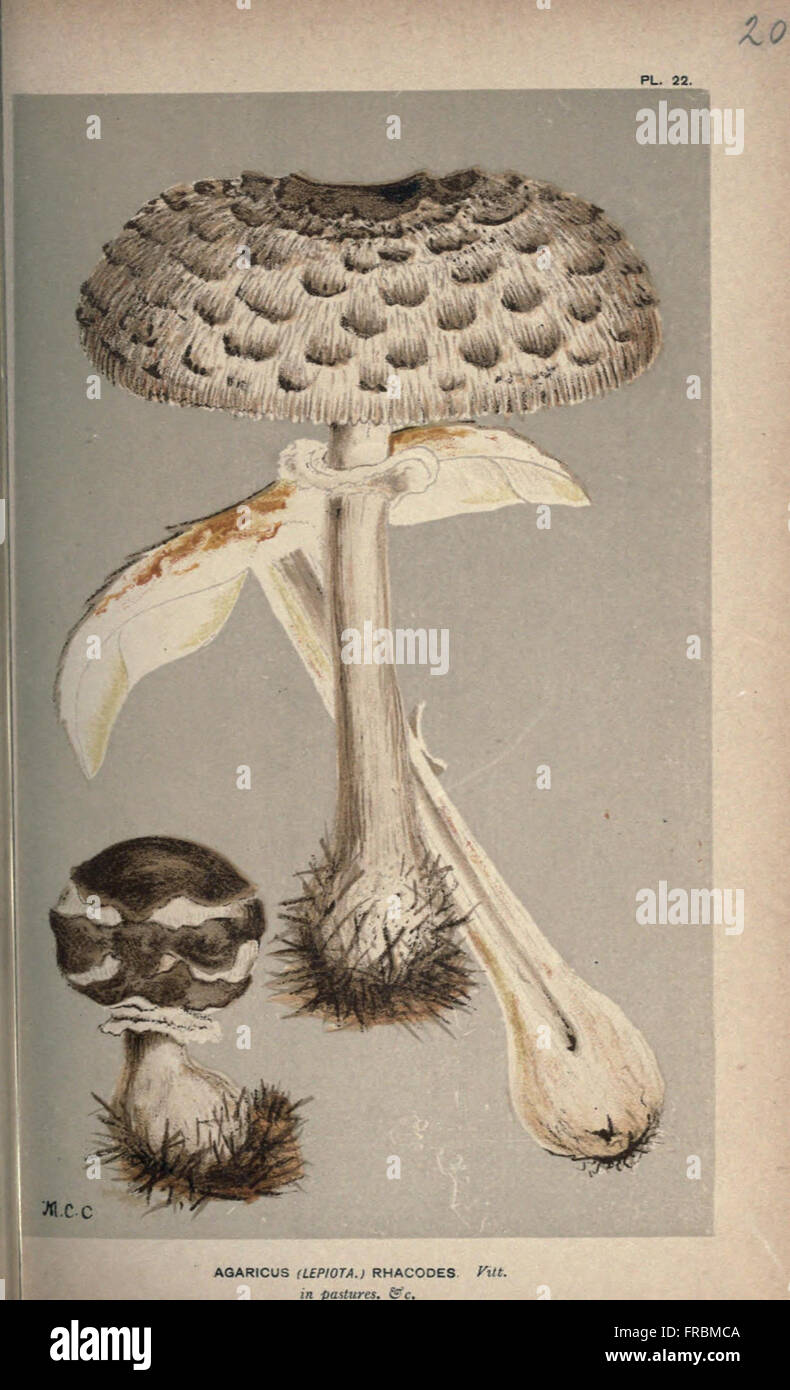 *Illustrations of British Fungi (Hymenomycetes)* provides detailed ...
