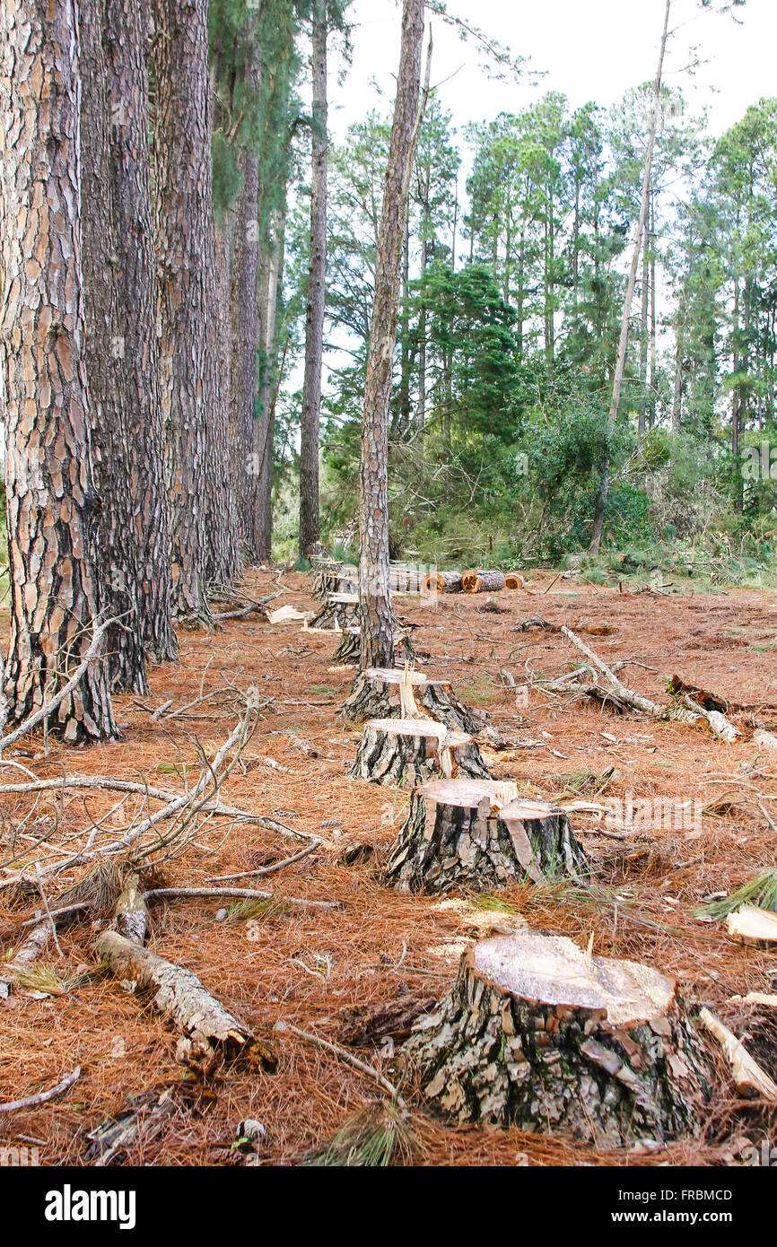 felled trees in reforestation area Stock Photo - Alamy