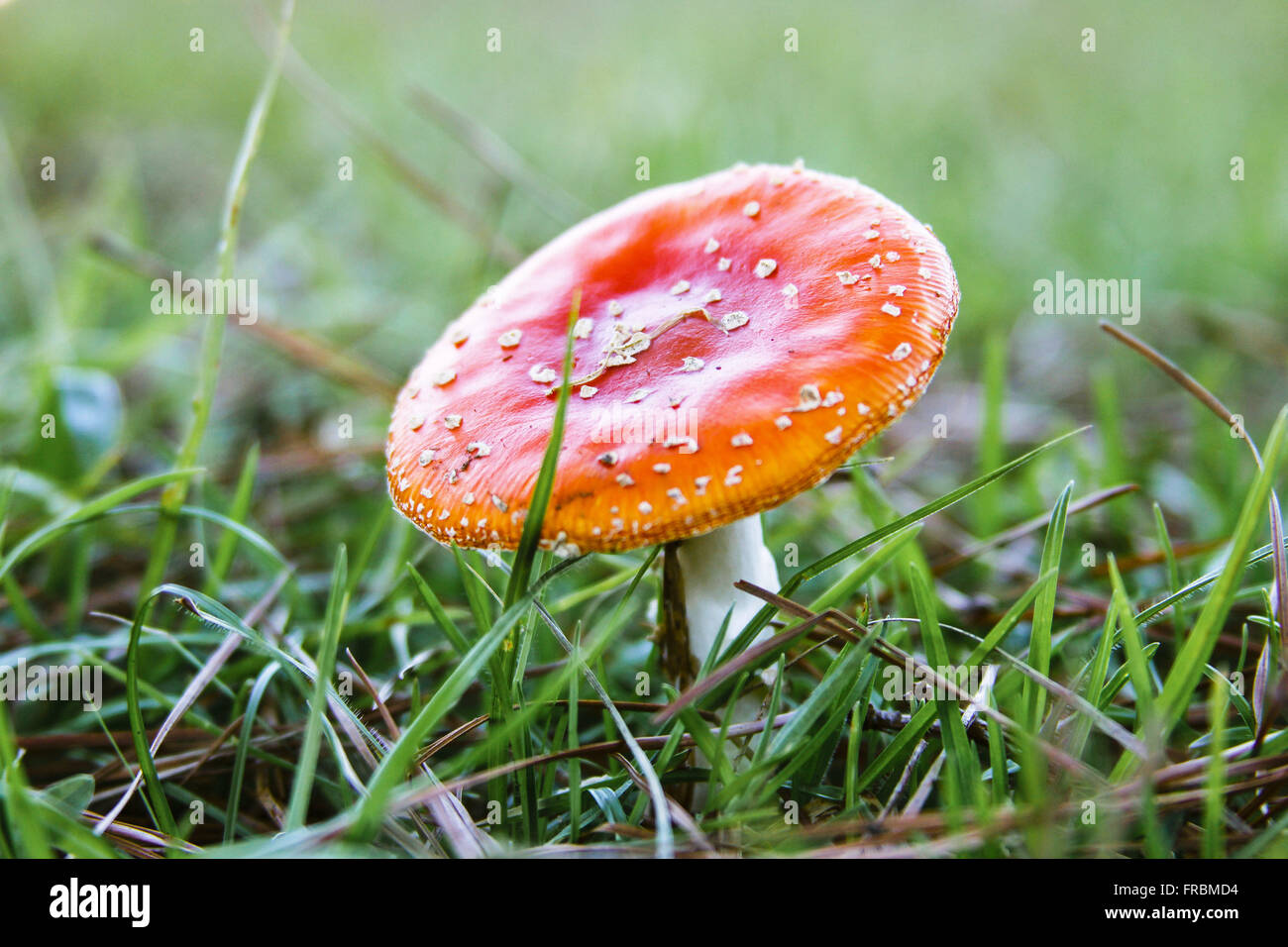 Red mushroom with white dots - Amanita muscaria Stock Photo - Alamy