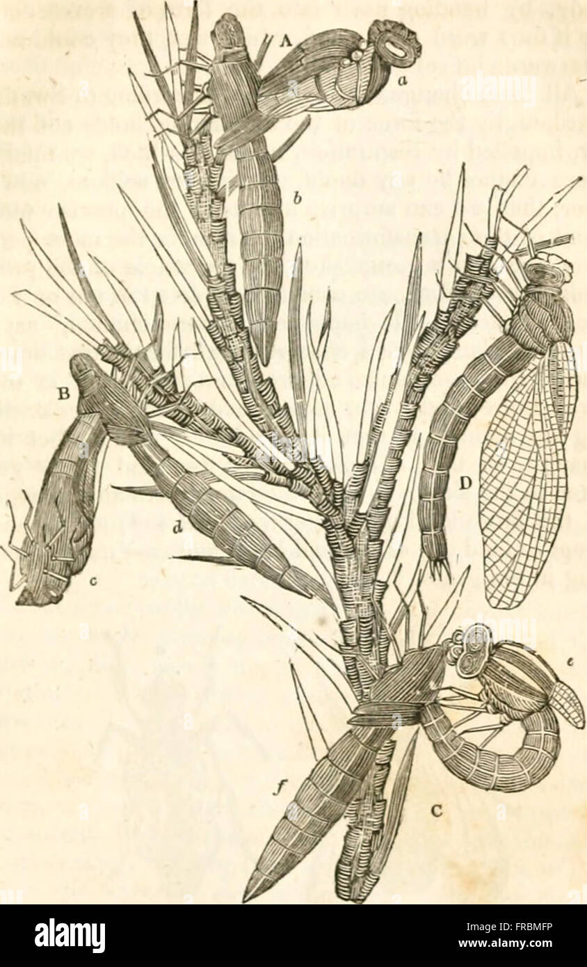 This work explores the life cycle and metamorphosis of insects ...