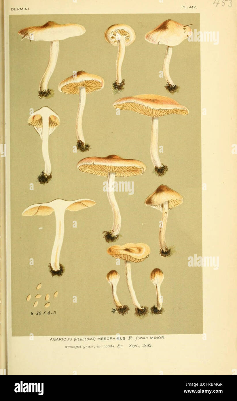 This plate from 'Illustrations of British Fungi' features detailed ...