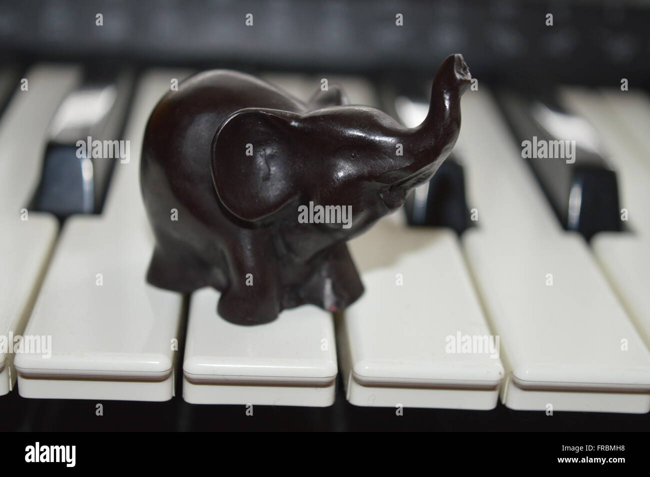 Elephant on Keyboard Stock Photo - Alamy