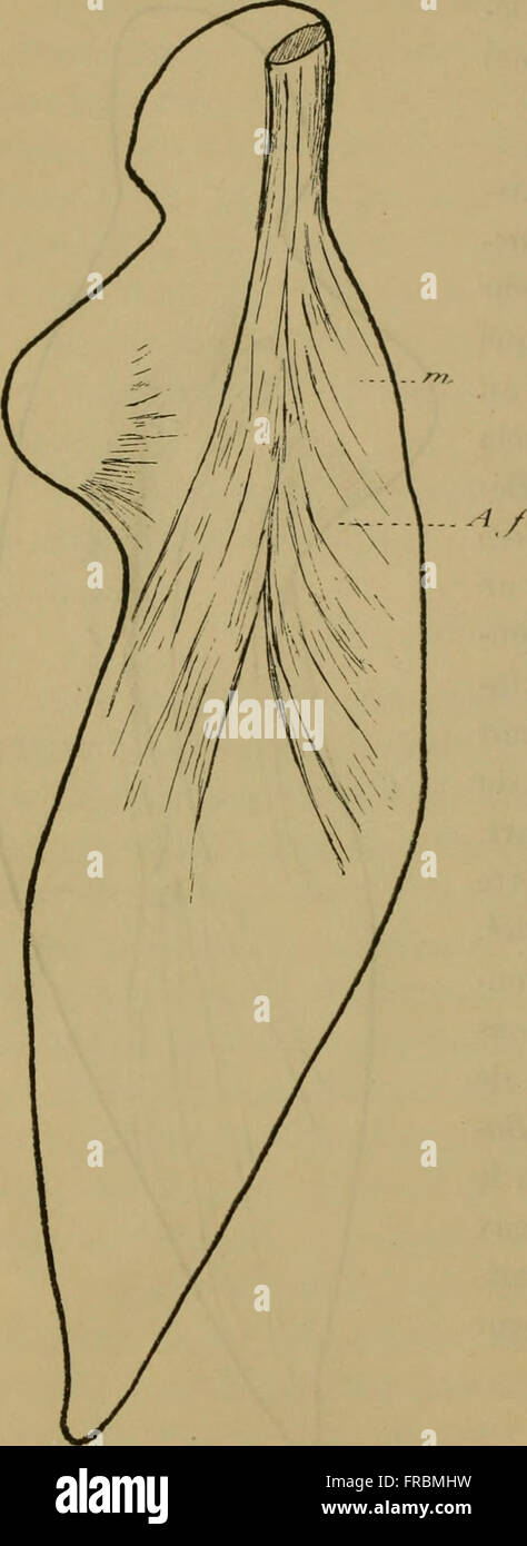 This 1917 study examines the musculature of the pectoral fin of the ...