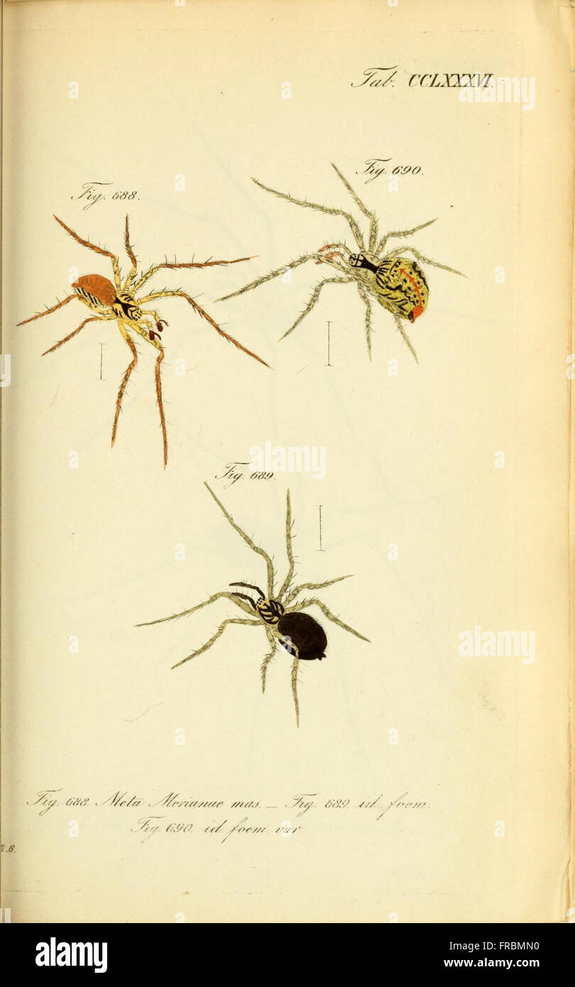 'Die Arachniden' (The Arachnids) Plate CCLXXXVI depicts various species ...