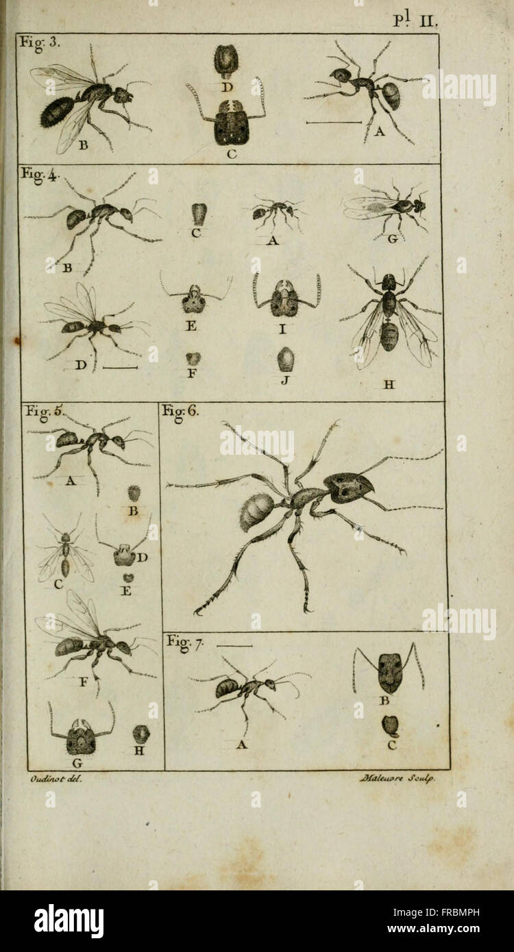 This plate depicts various species of ants, illustrating their ...