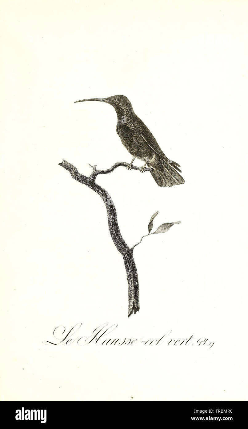 A natural history work detailing hummingbirds, jacamars, and promerops ...