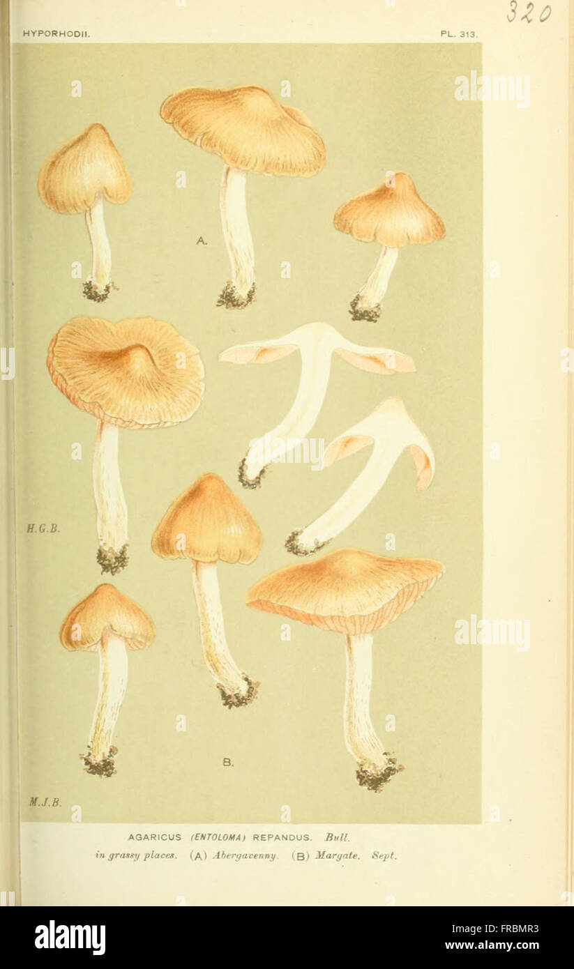 This plate from the 'Illustrations of British Fungi' offers a detailed ...