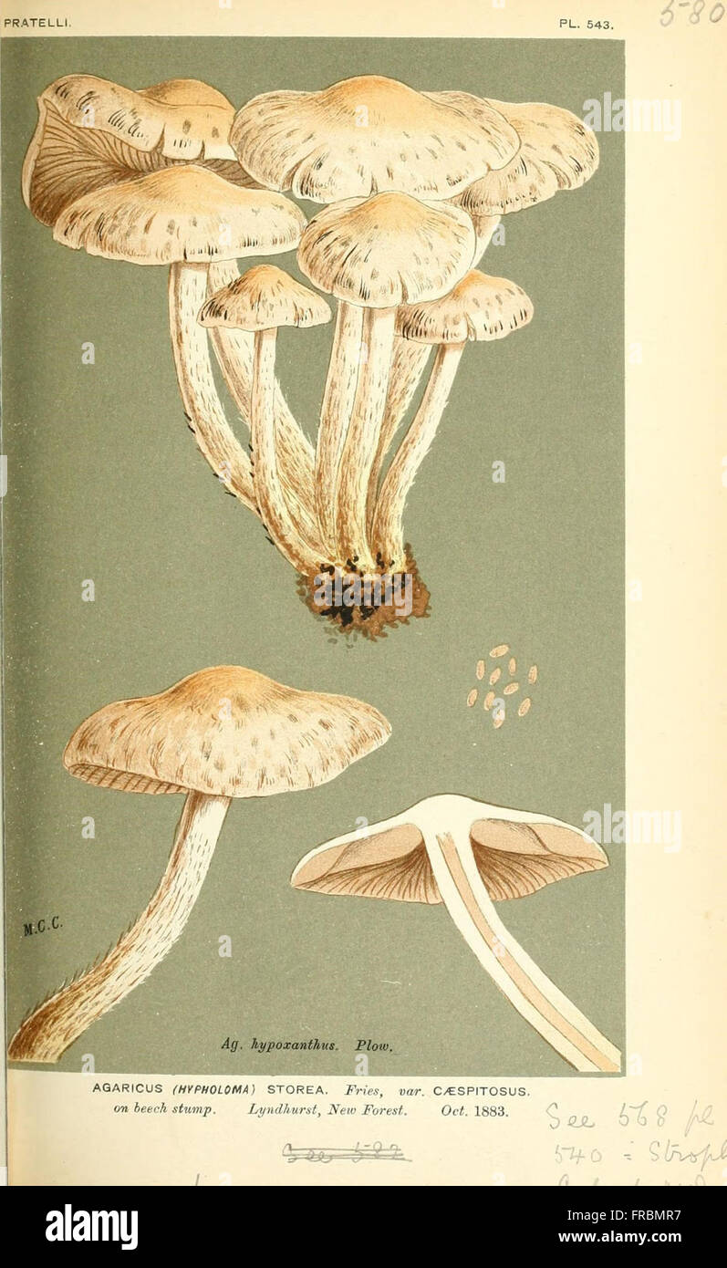 This work presents illustrations of British fungi (Hymenomycetes ...