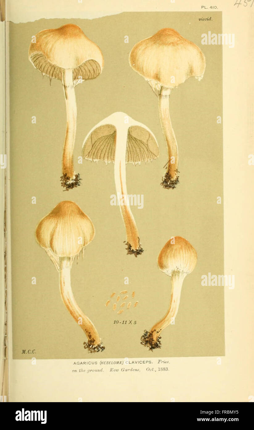 Illustrations of British Fungi (Hymenomycetes), to serve as an atlas to ...