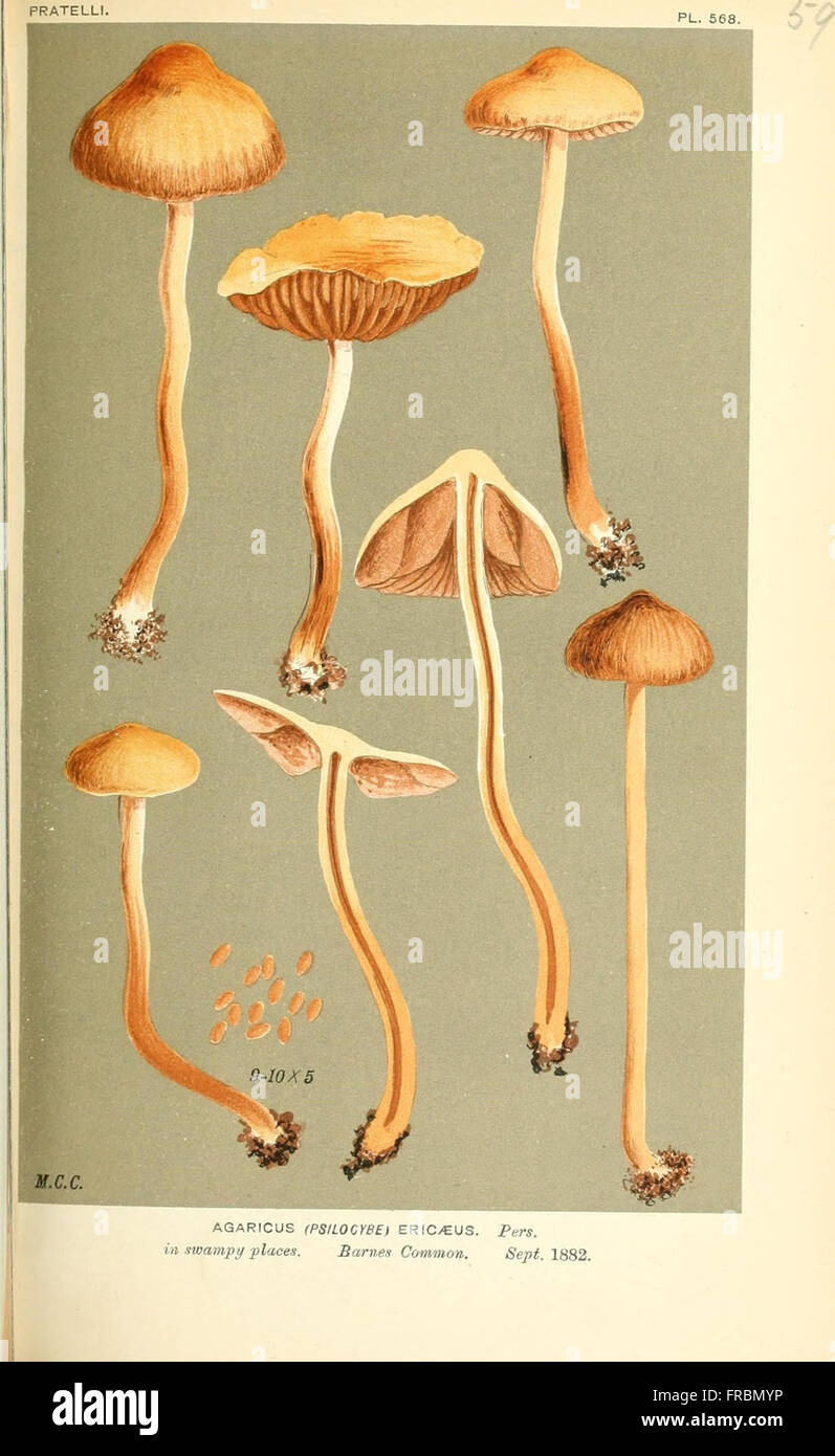 This atlas offers detailed illustrations of British fungi, specifically ...
