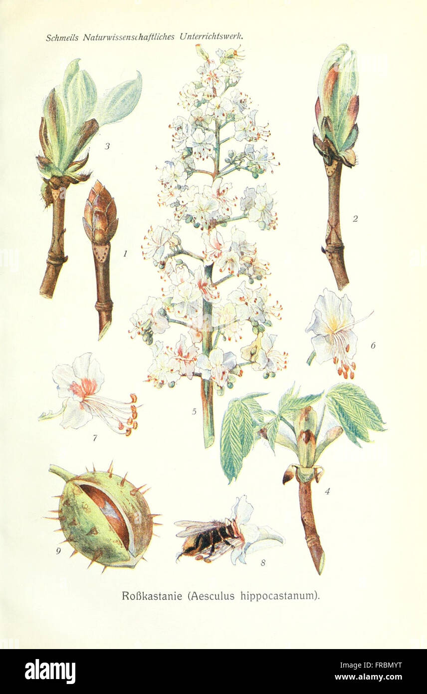 'Lehrbuch der Botanik' (Textbook of Botany) is a detailed botanical ...