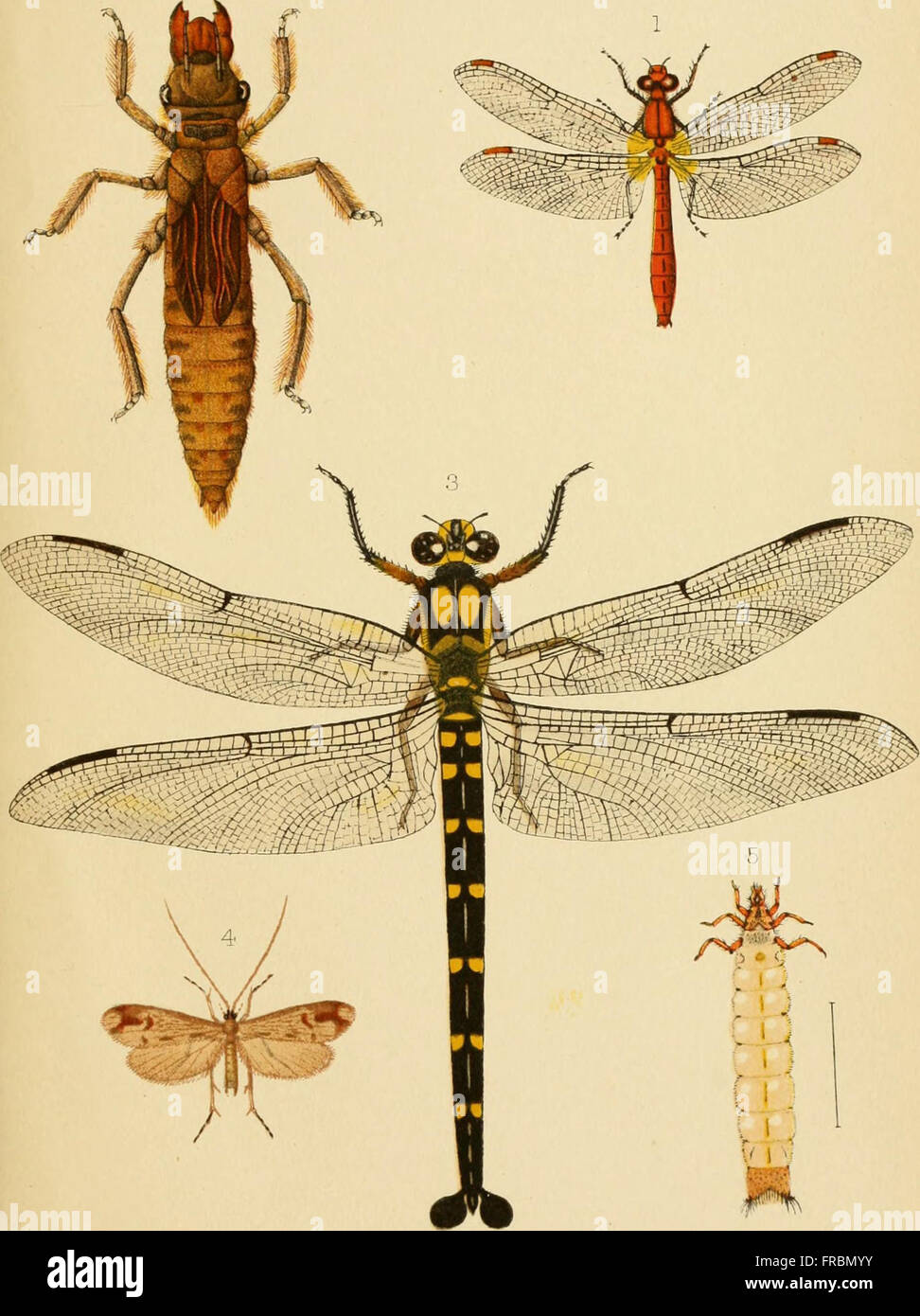 Dragonfly larvae identification hi-res stock photography and images - Alamy
