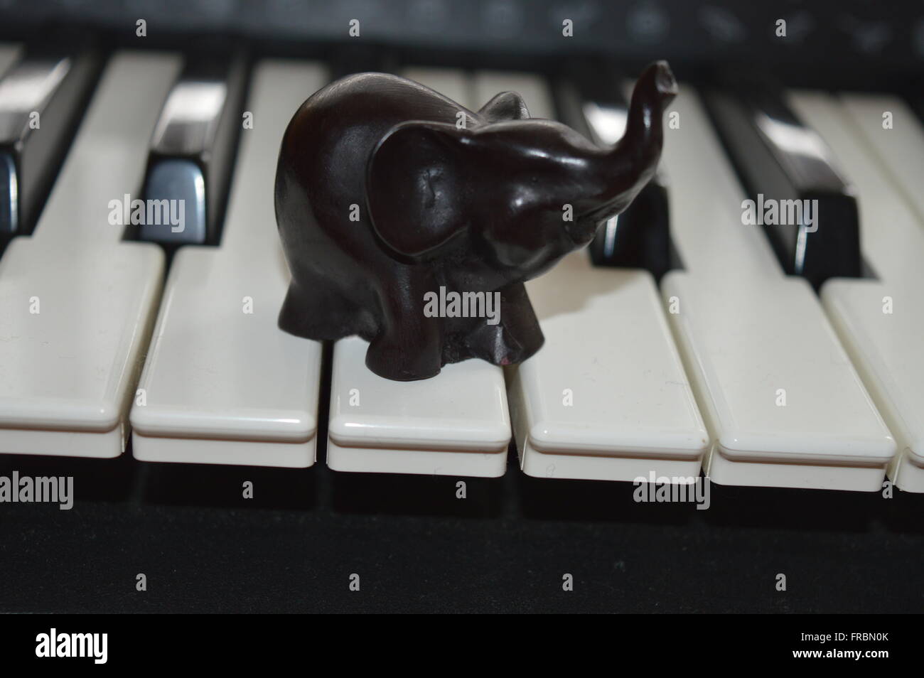 Elephant on Keyboard Stock Photo - Alamy