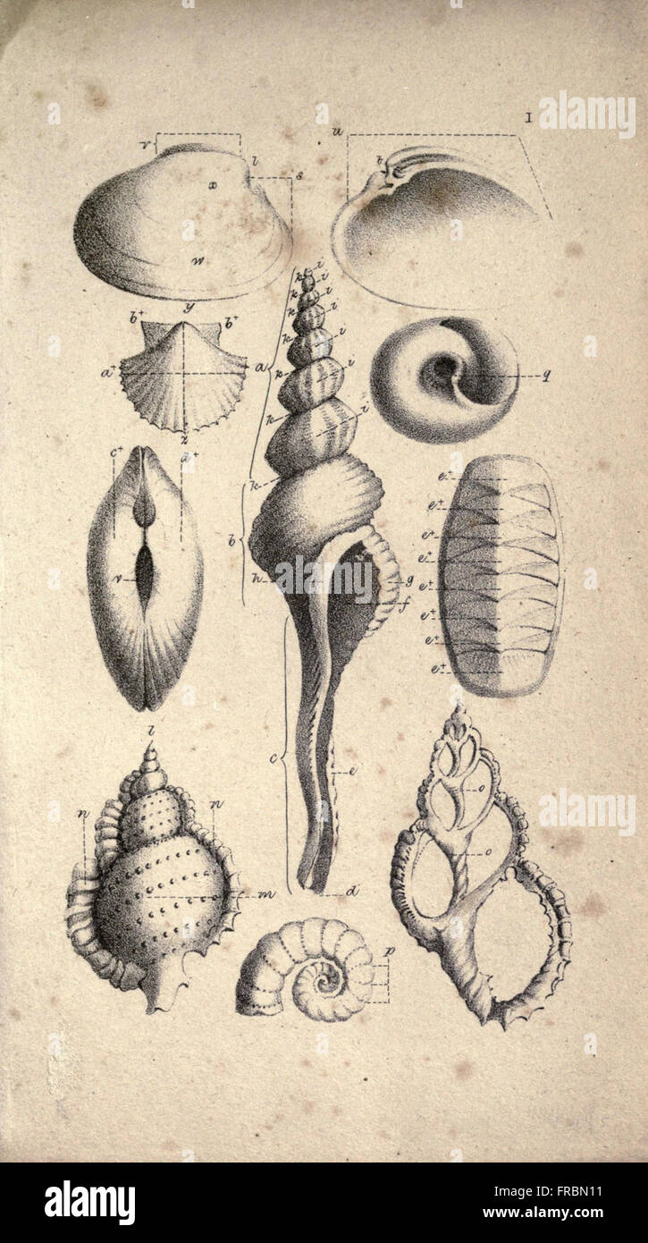 An educational resource featuring various types of shells, their ...