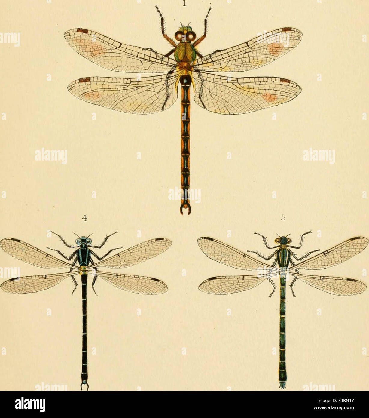 A comprehensive guide to New Zealand's Neuroptera, featuring mayflies ...