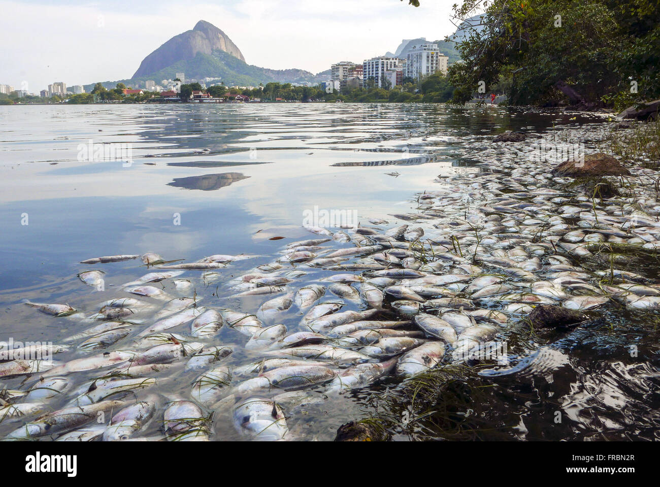 Rodrigo de freitas fish hi-res stock photography and images - Alamy