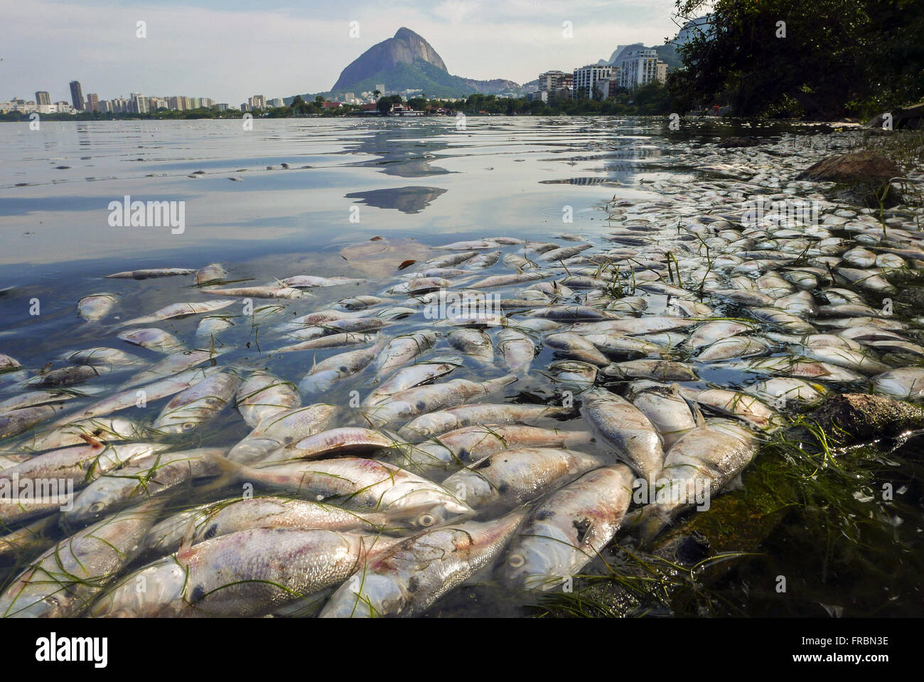 Rodrigo de freitas fish hi-res stock photography and images - Alamy