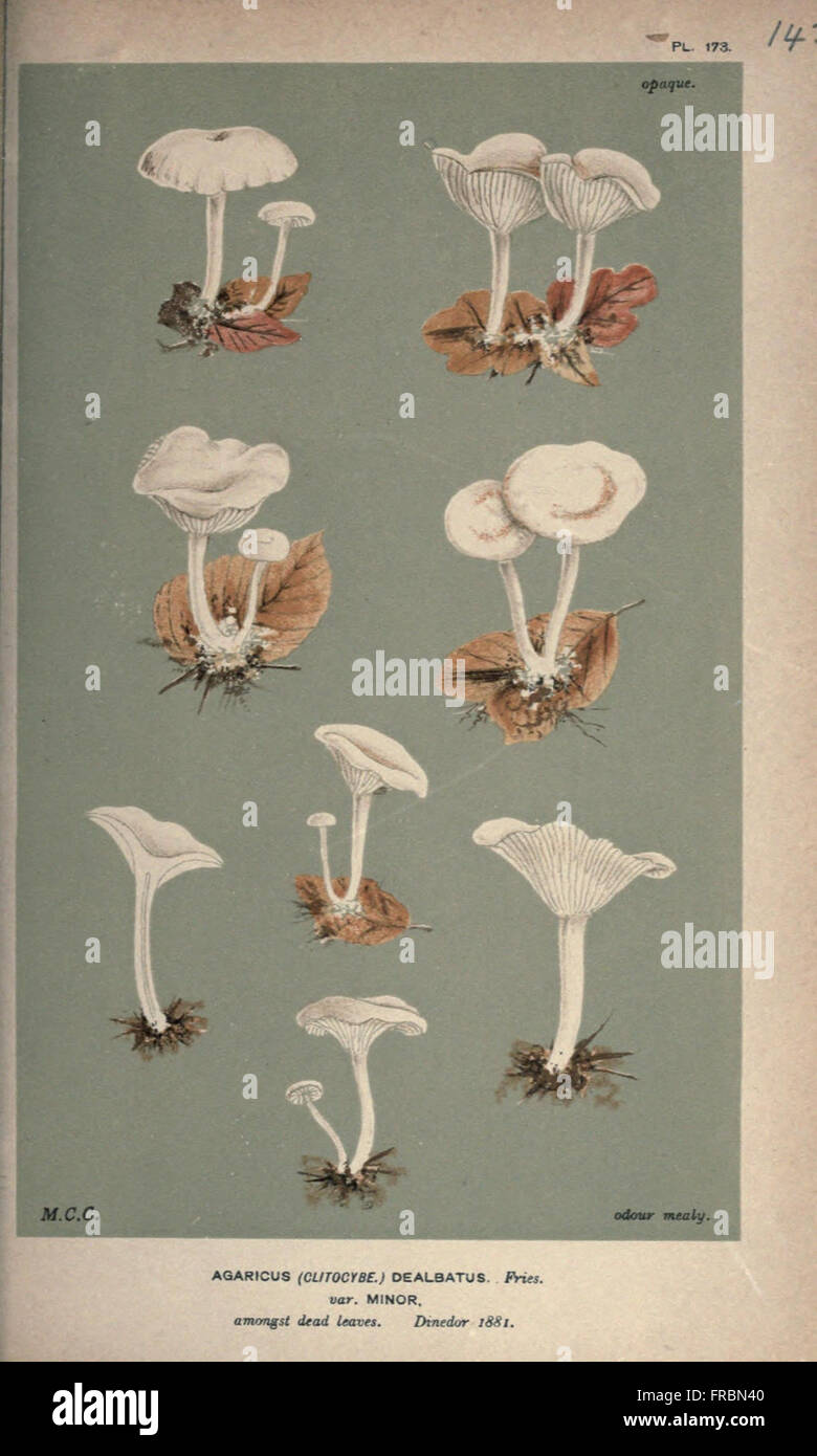 This is a scientific illustration from the 'Handbook of British Fungi ...