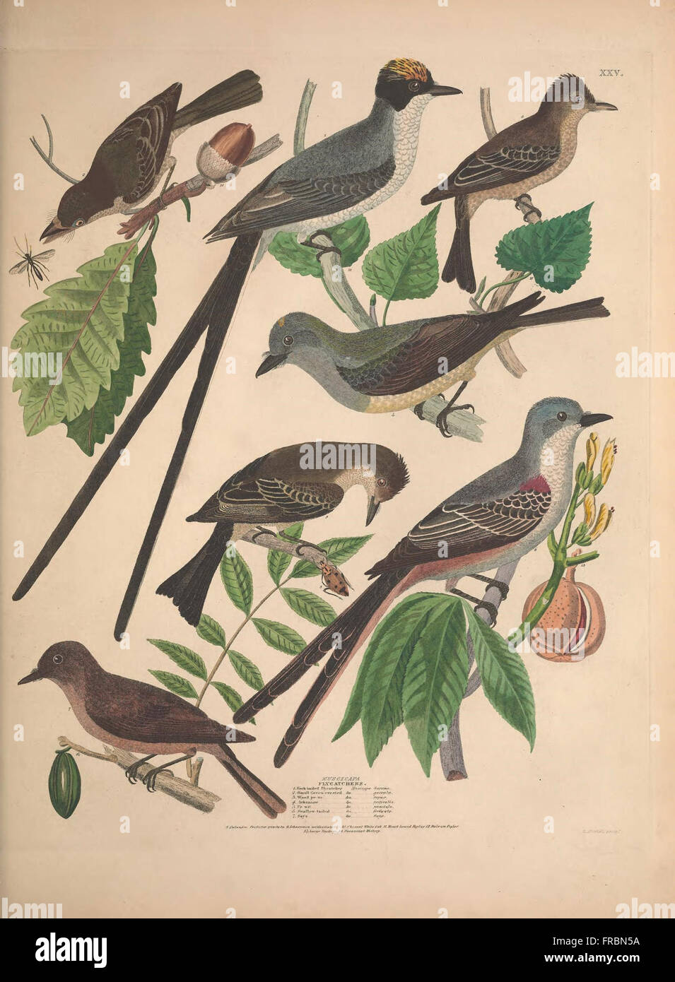 'Illustrations of the American Ornithology of Alexander Wilson and ...