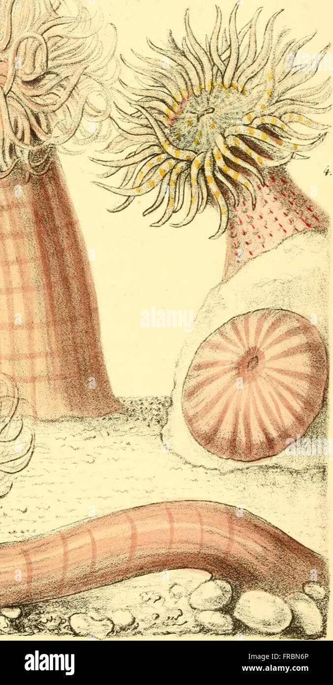 Popular history of the aquarium of marine and fresh-water animals and ...