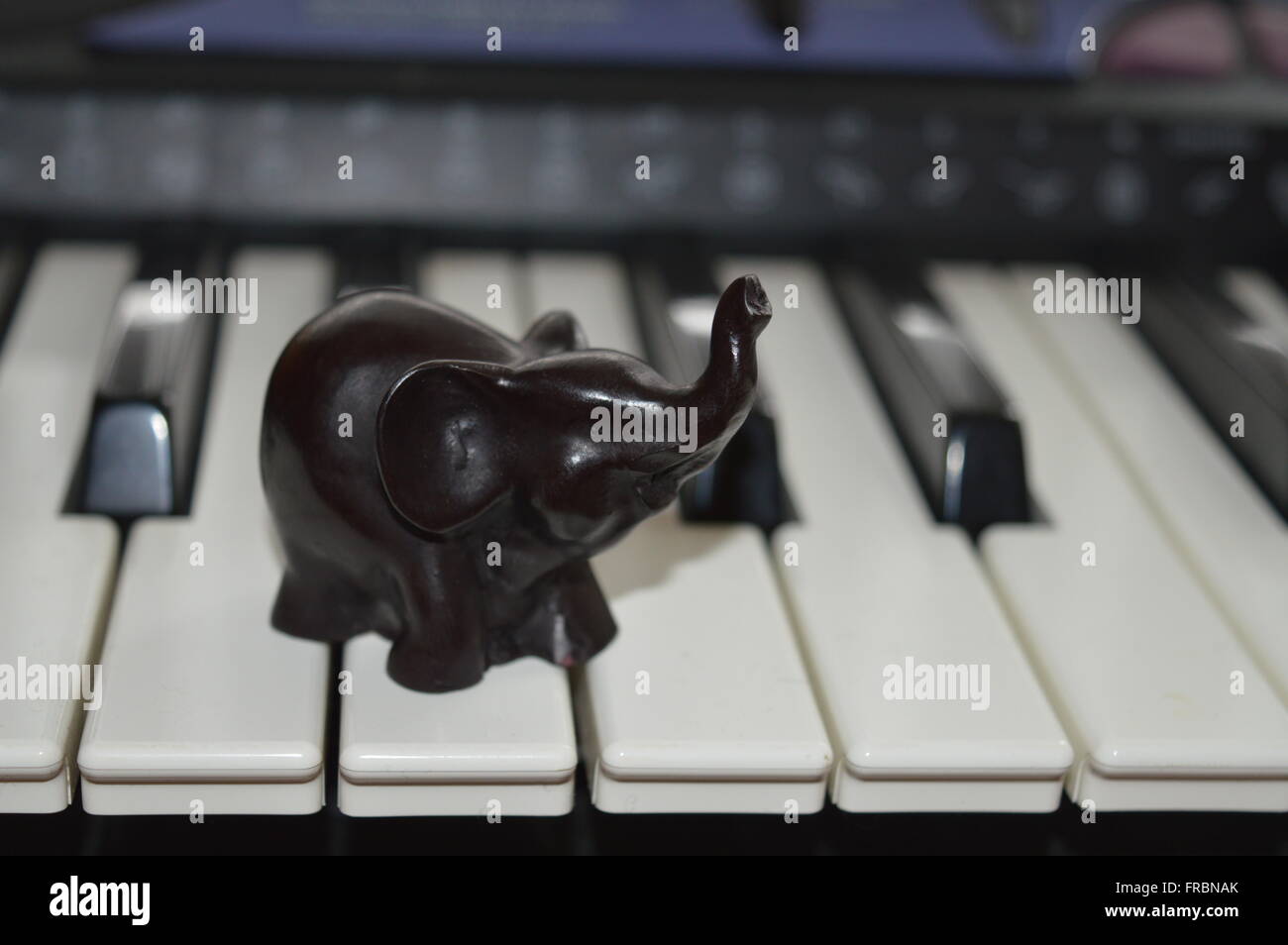 Elephant on Keyboard Stock Photo - Alamy
