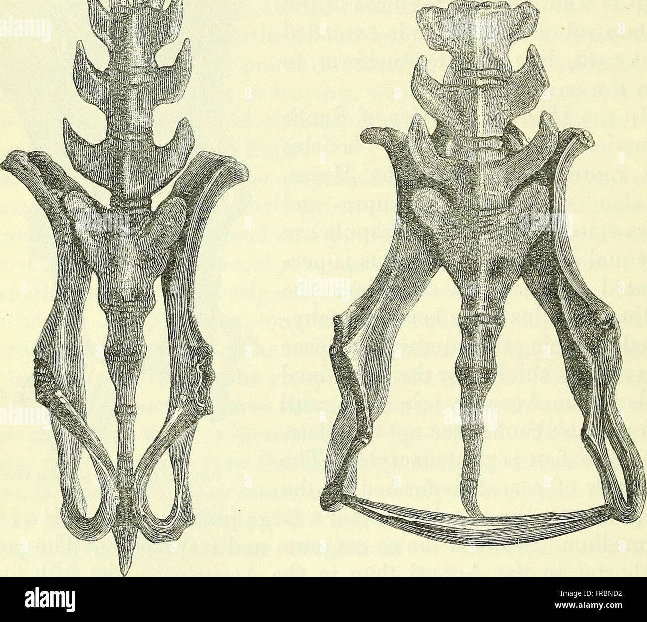 An 1866 resource detailing the anatomy of vertebrates, examining their ...