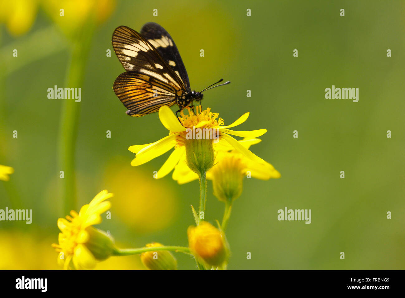 Butterfly pollinating flower Stock Photo - Alamy