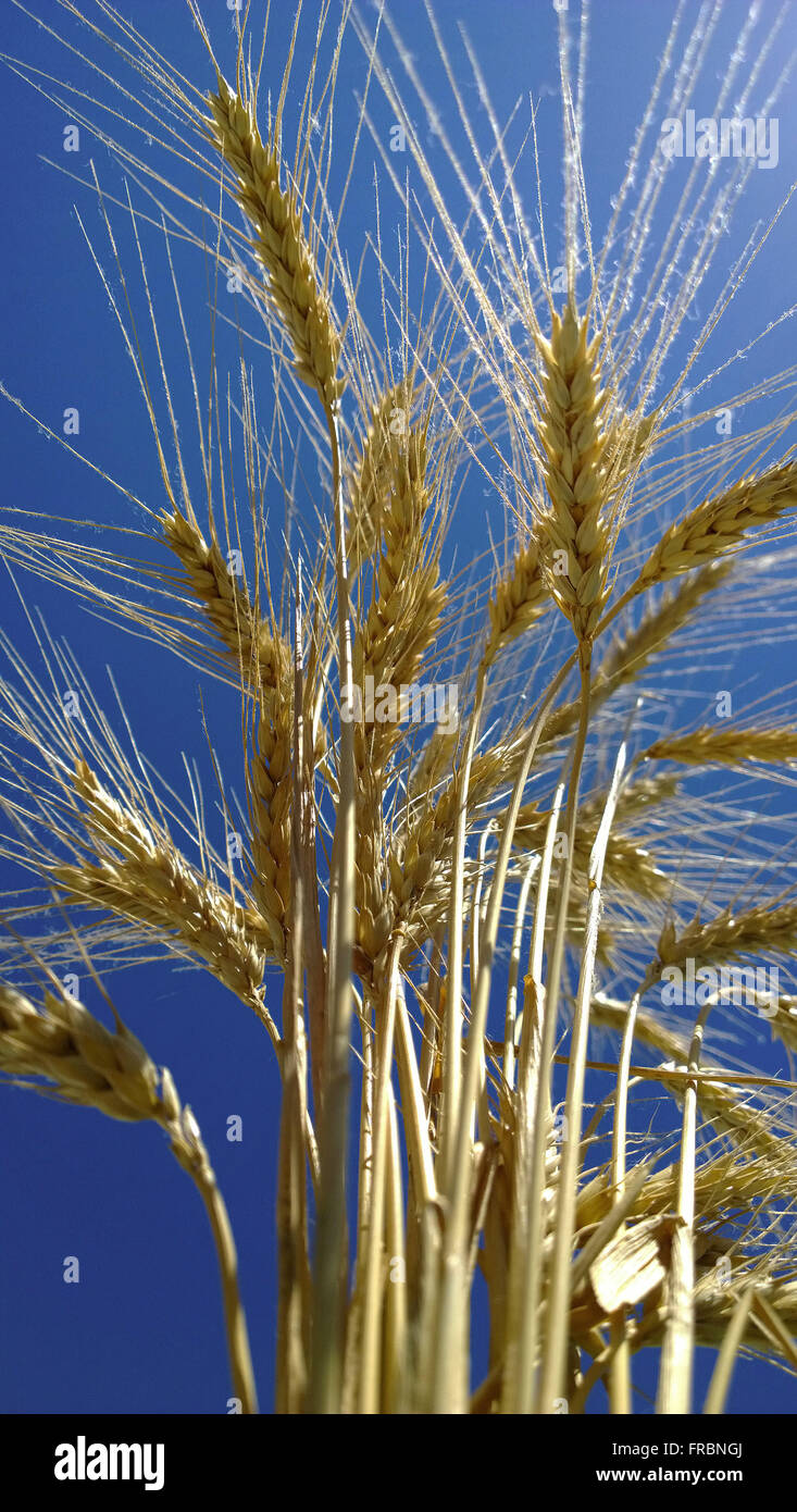 Paniculas de trigo Stock Photo - Alamy