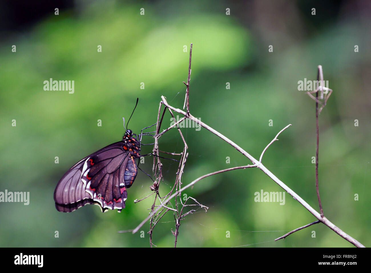 Dead butterfly hi-res stock photography and images - Alamy