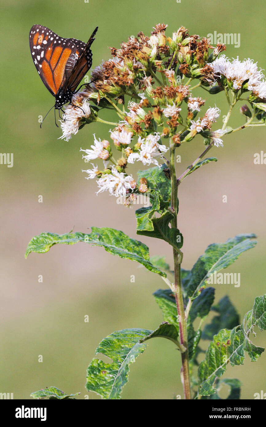 Butterfly pollinating flower Stock Photo - Alamy