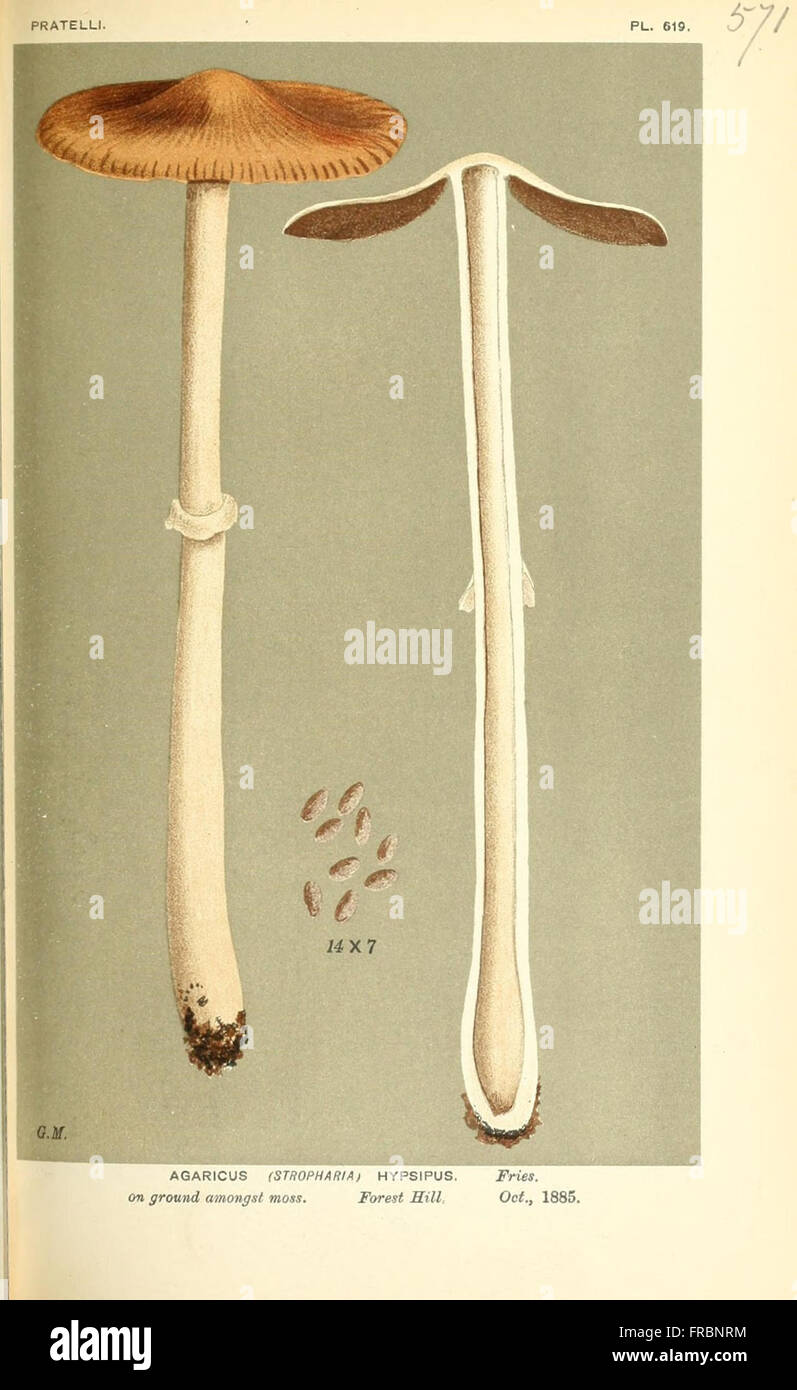 *Illustrations of British Fungi (Hymenomycetes)* provides detailed ...