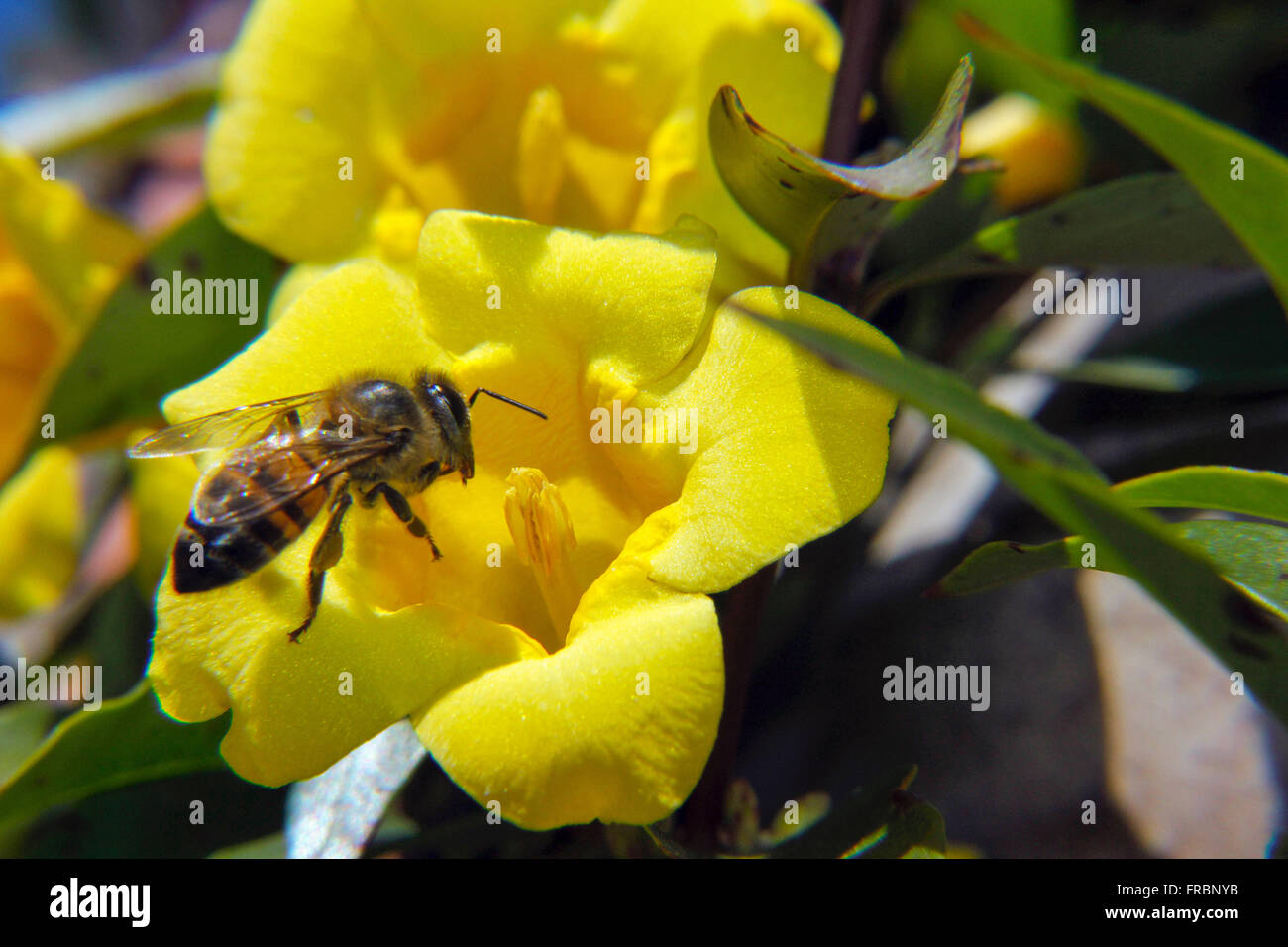 Bee pollinating flower Stock Photo - Alamy