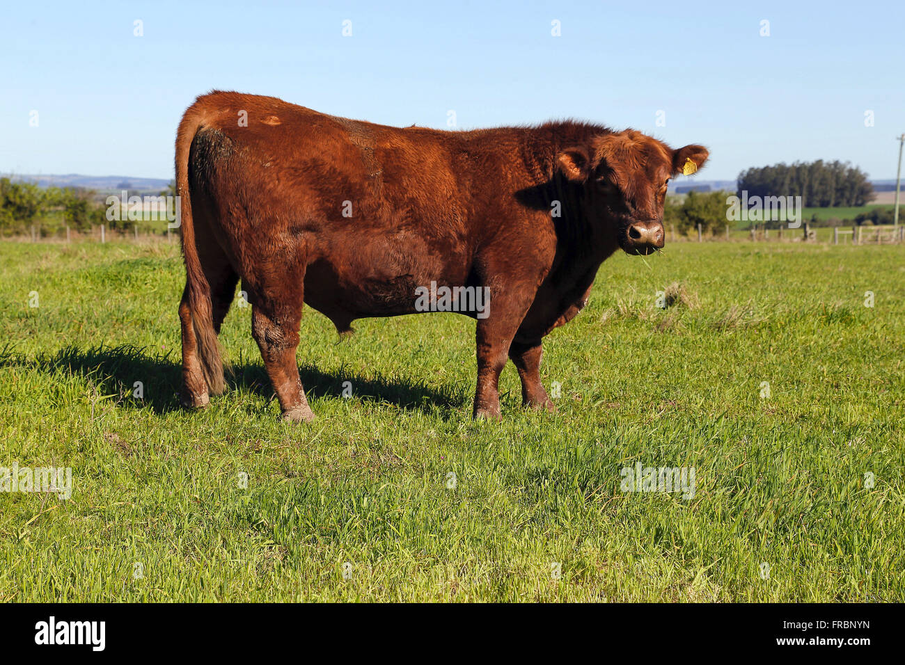 Bull breed hi-res stock photography and images - Alamy
