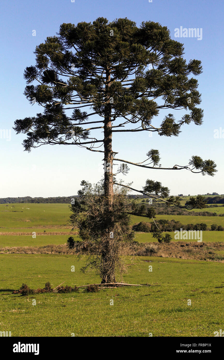 Araucaria brazil hi-res stock photography and images - Alamy