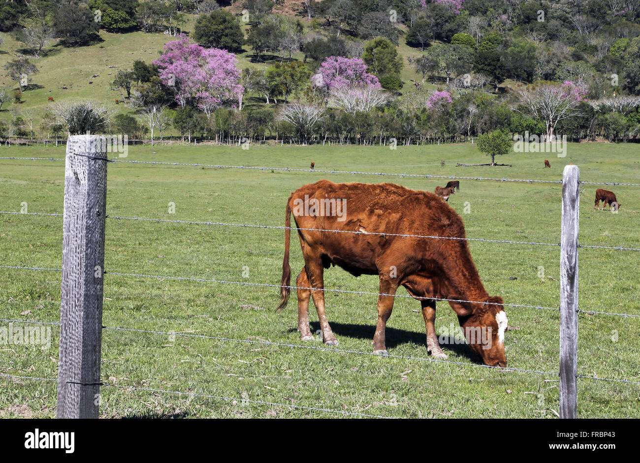 area of mixed grazing cattle herd Stock Photo - Alamy