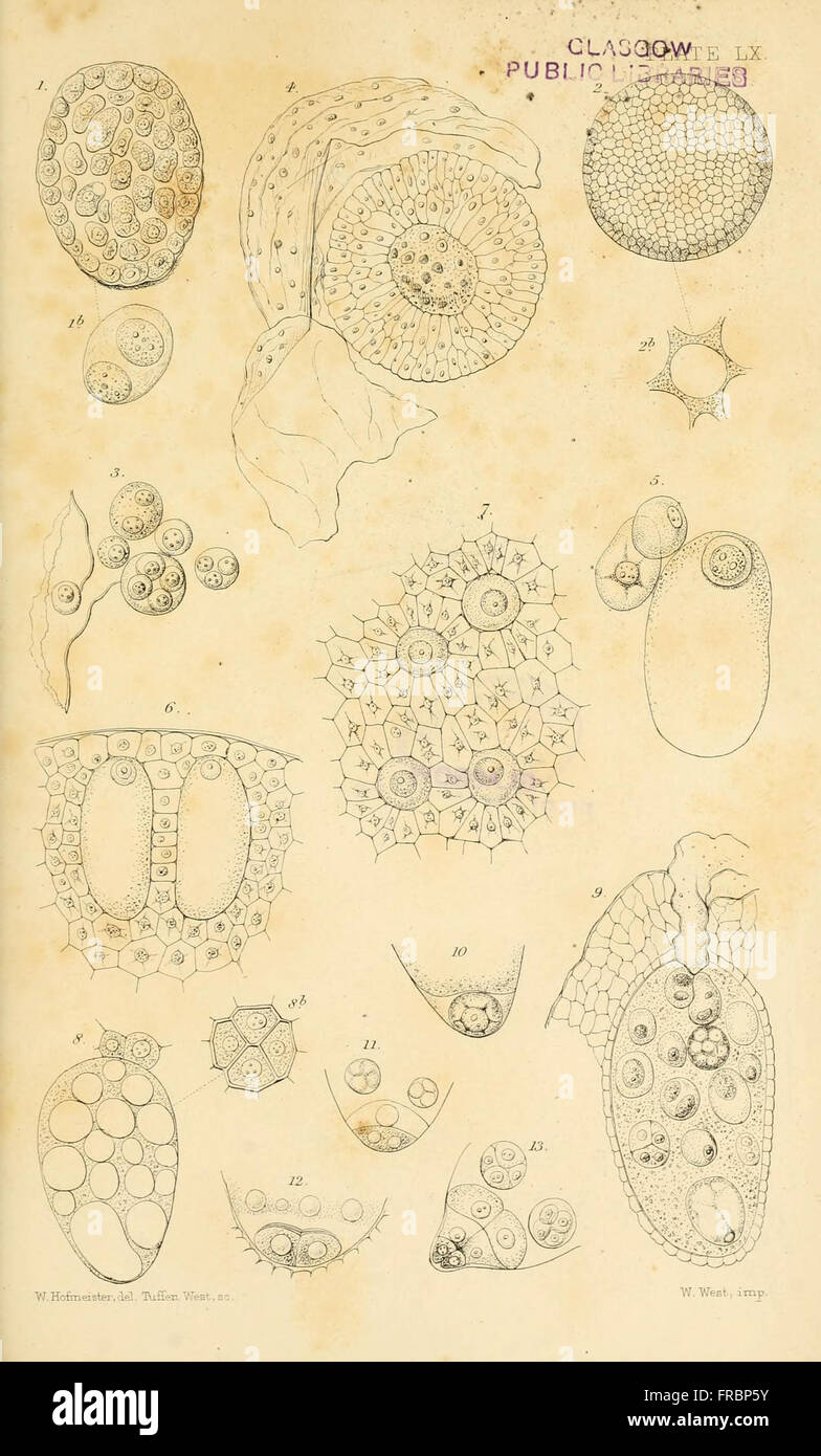 This work discusses the germination, development, and fructification ...