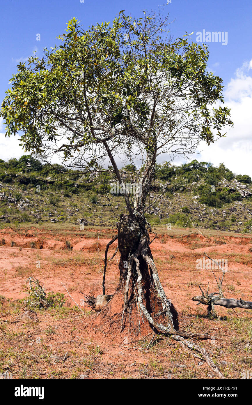 Example of soil retention by the roots of plants in area arenizada ...
